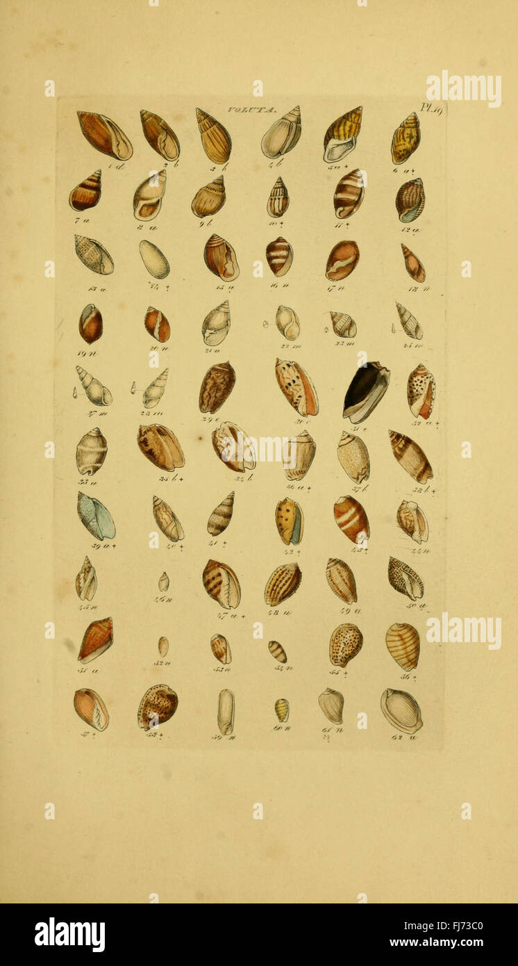 Morphology of shells hi-res stock photography and images - Alamy