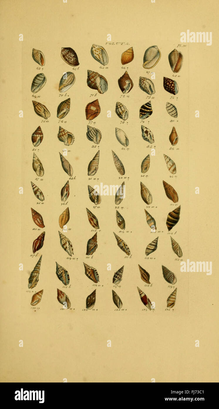 A comprehensive index of mollusks and shells, focusing on ...