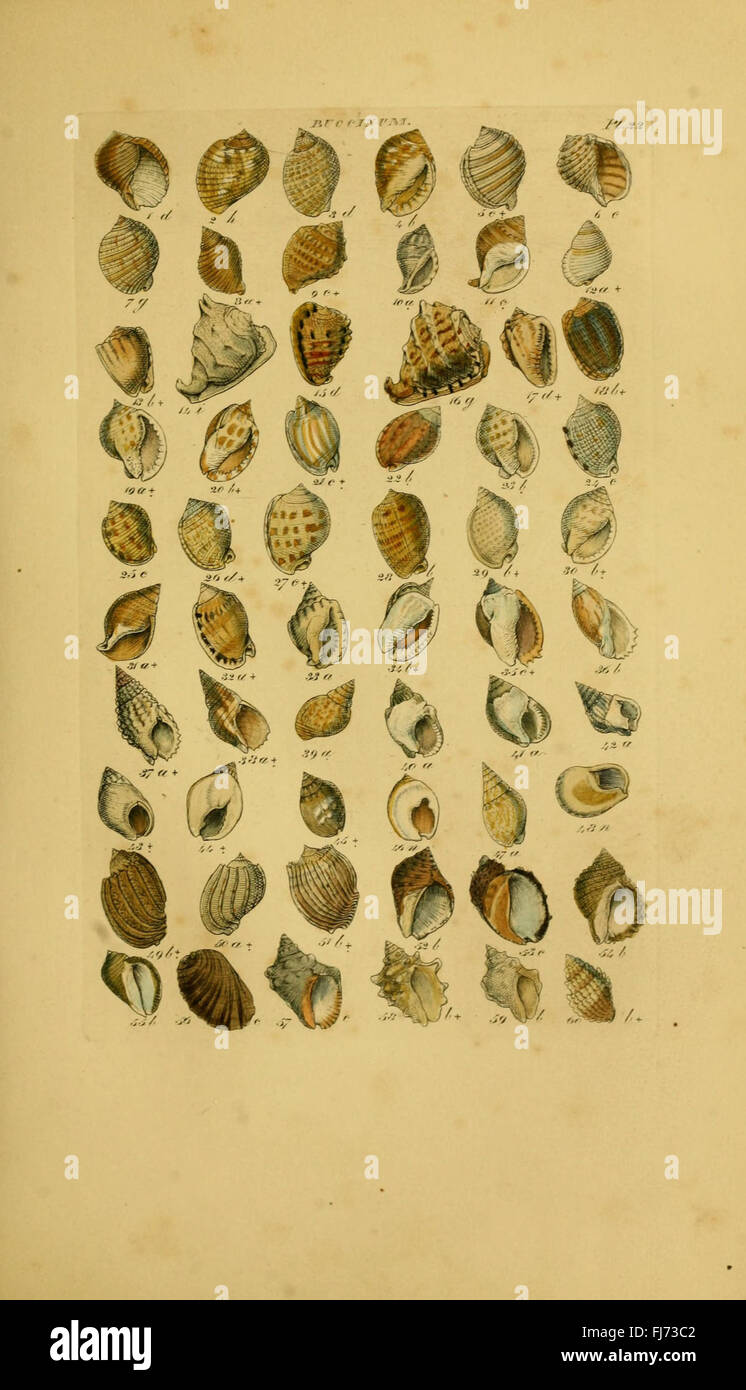 Shell species catalog hi-res stock photography and images - Alamy