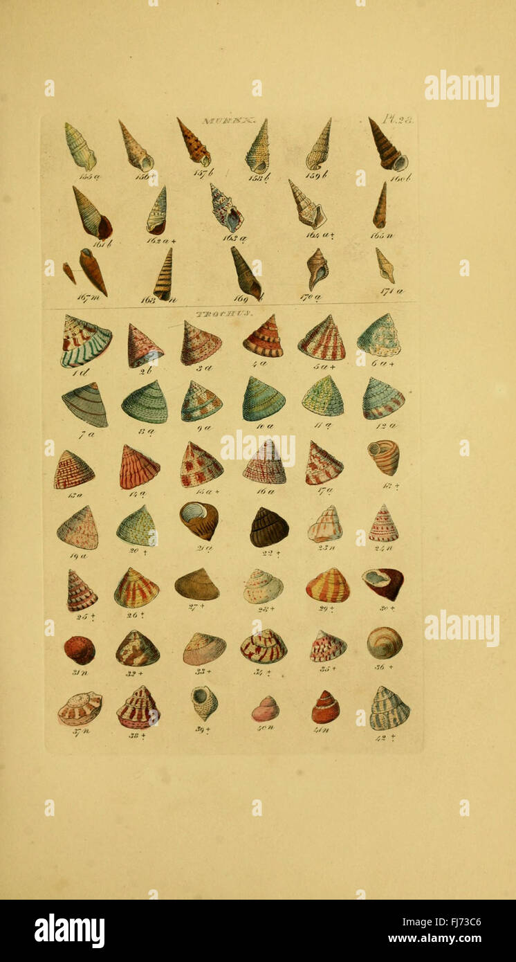 An illustration from *Index Testaceologicus*, a comprehensive study of ...