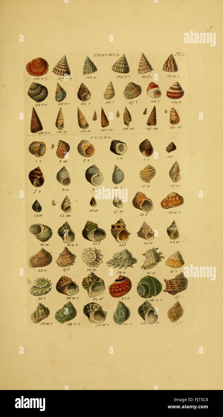 An extensive catalog of mollusks and shells, focusing on their ...