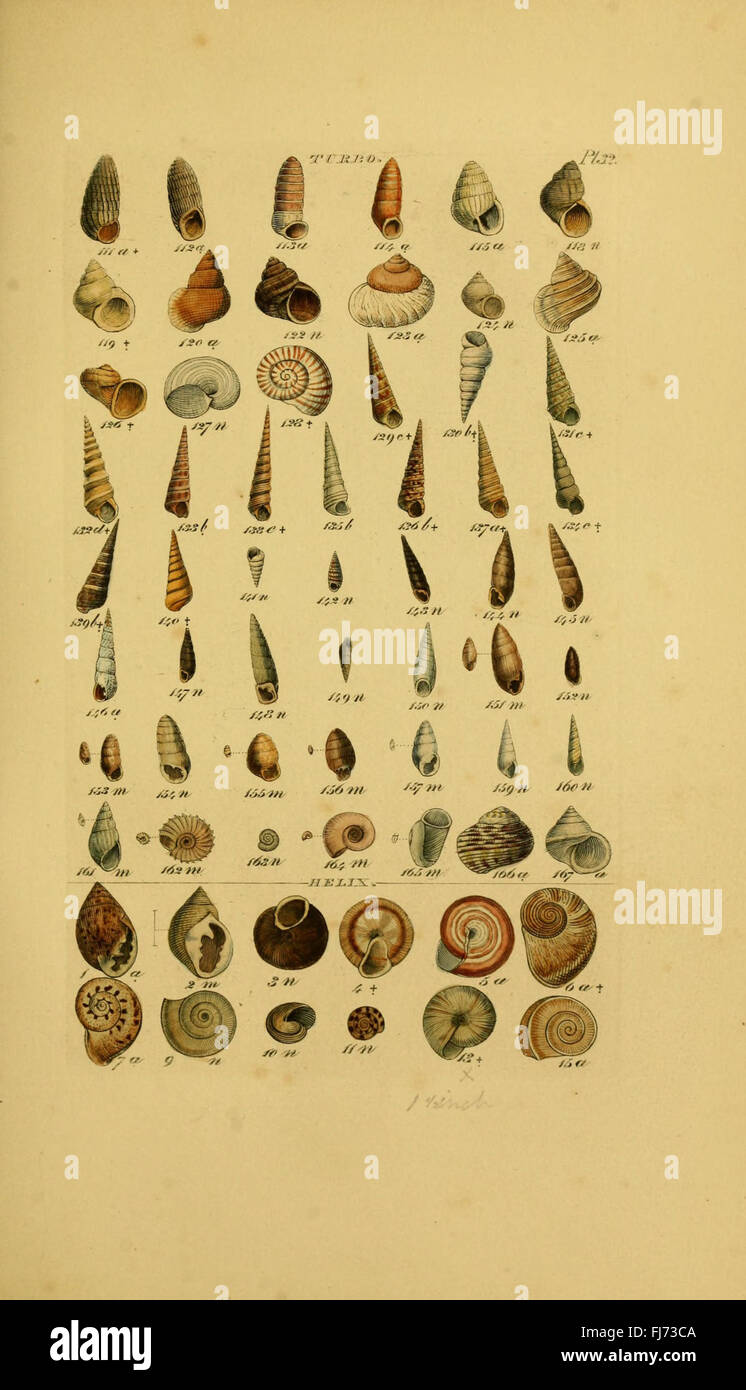 The *Index Testaceologicus* is a comprehensive catalog of shell species ...
