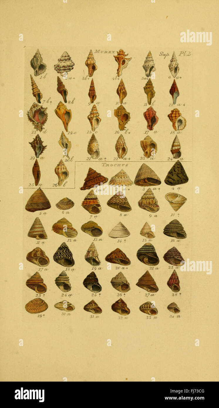 Index organisms hi-res stock photography and images - Alamy