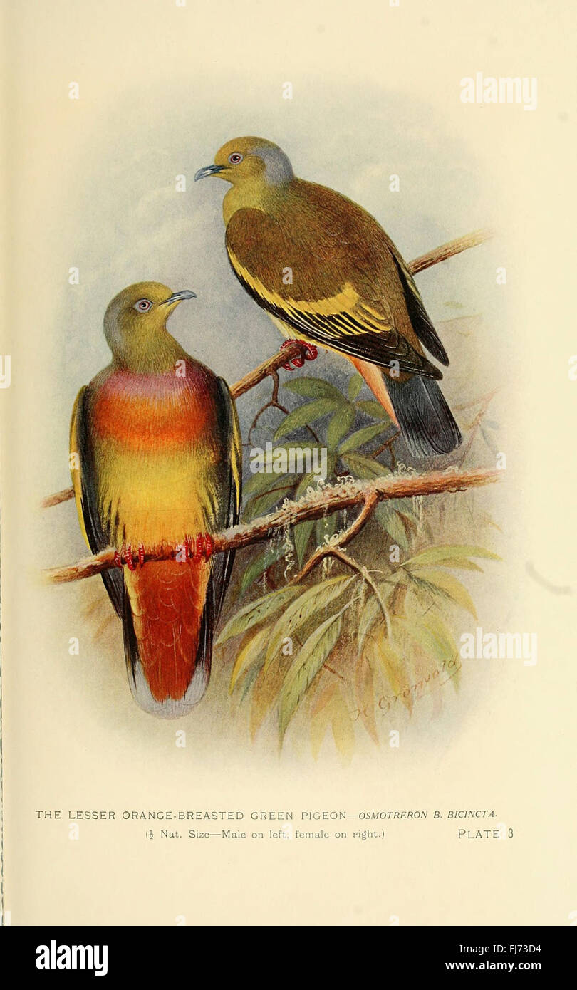 Indian pigeons and doves, pigeons, doves, India, avian species, bird ...