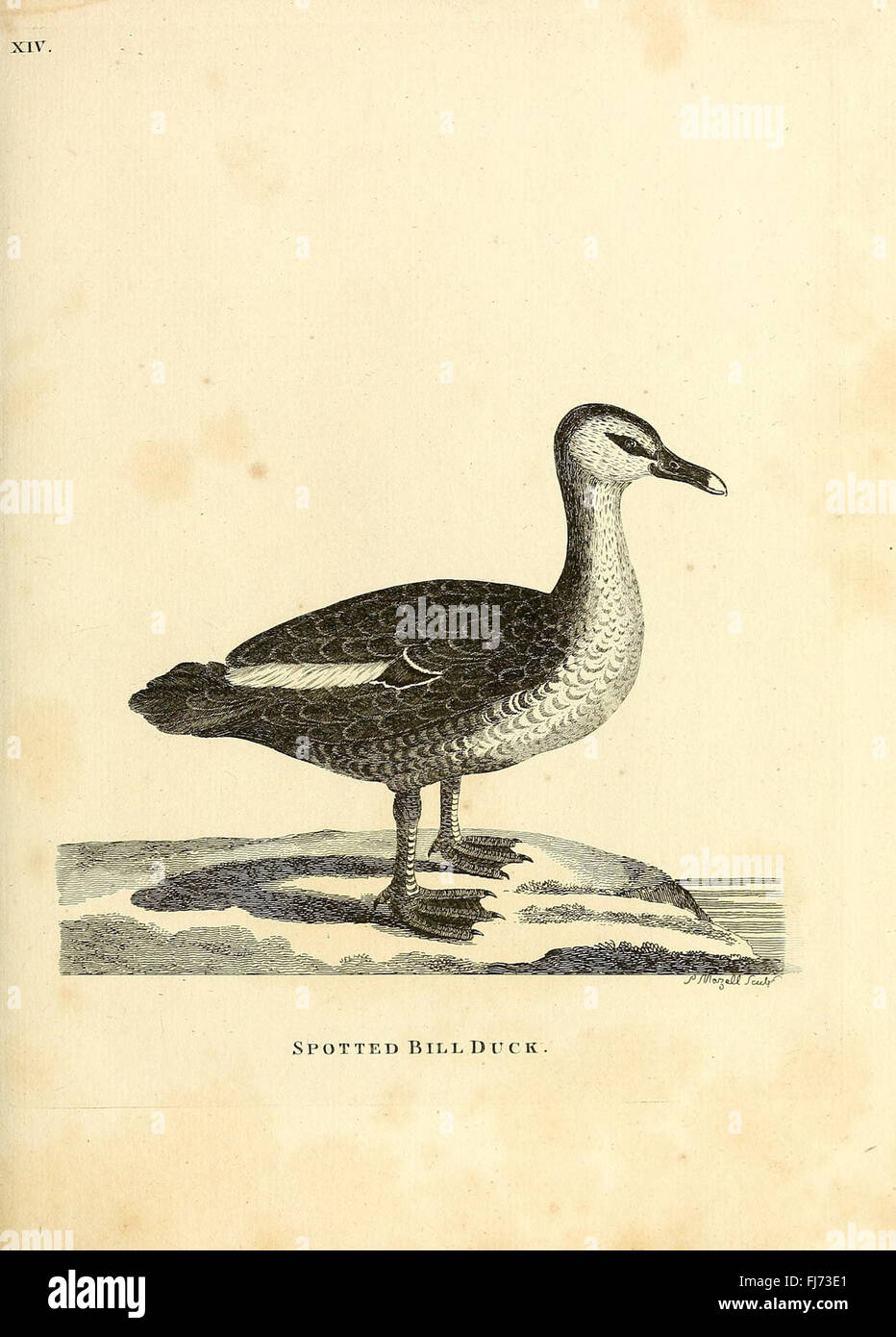 An early study of Indian zoology, highlighting the native animal ...