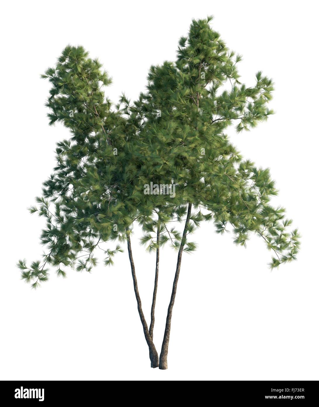 Pine fir trees Cut Out Stock Images & Pictures - Alamy