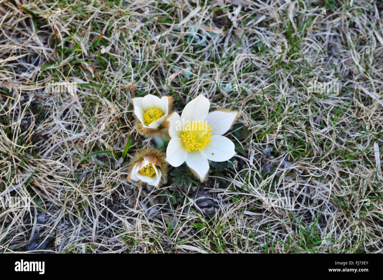 Alpine pasque flower hi-res stock photography and images - Alamy