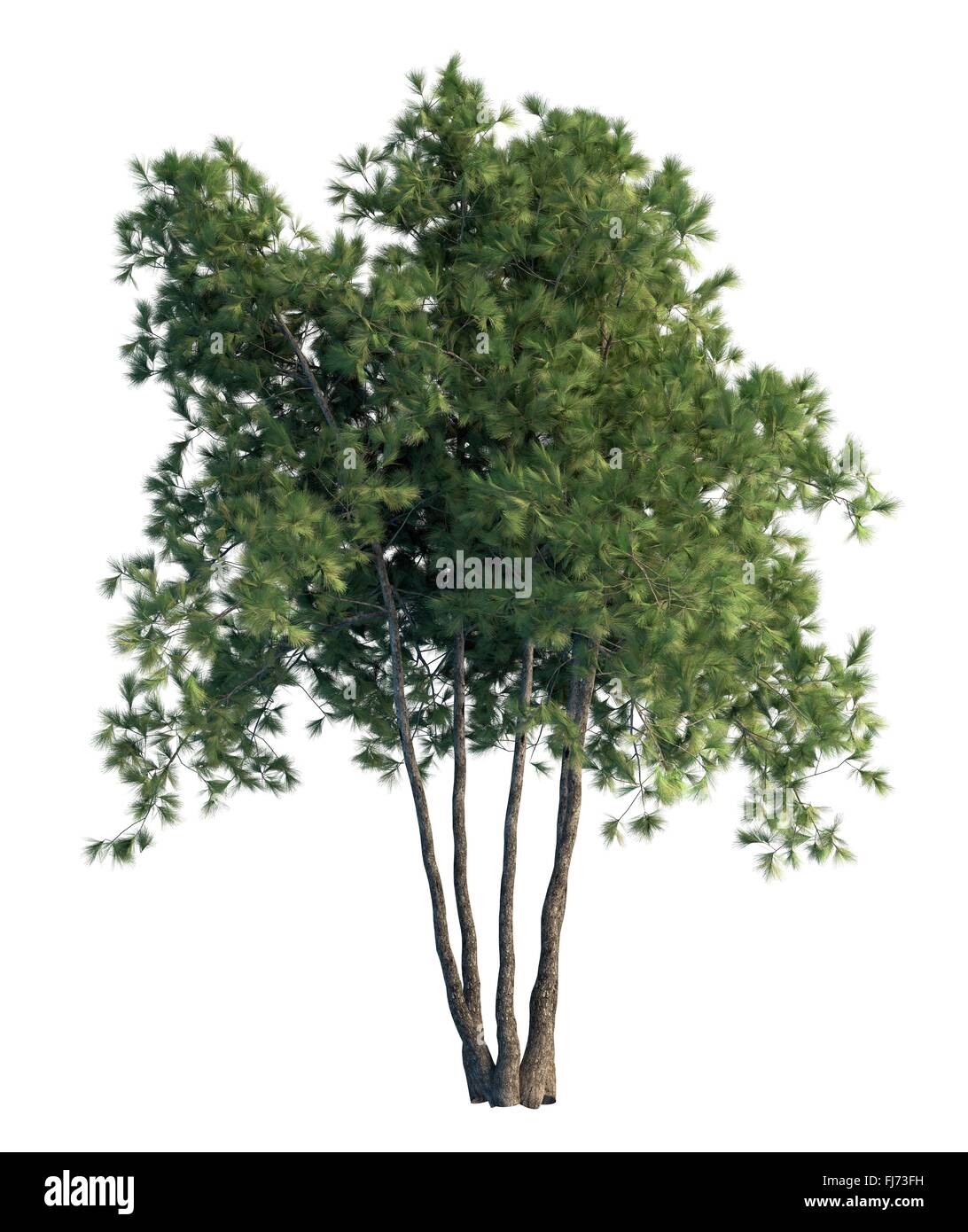 Pine fir trees Cut Out Stock Images & Pictures - Alamy