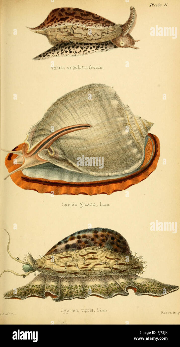 Study of mollusks, classification of seashells, illustrating the ...