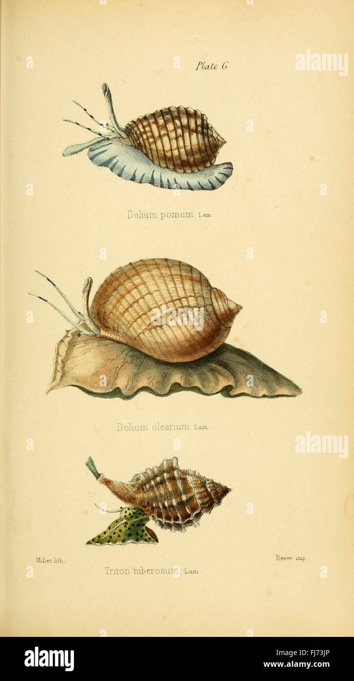 Gastropods guide hi-res stock photography and images - Alamy