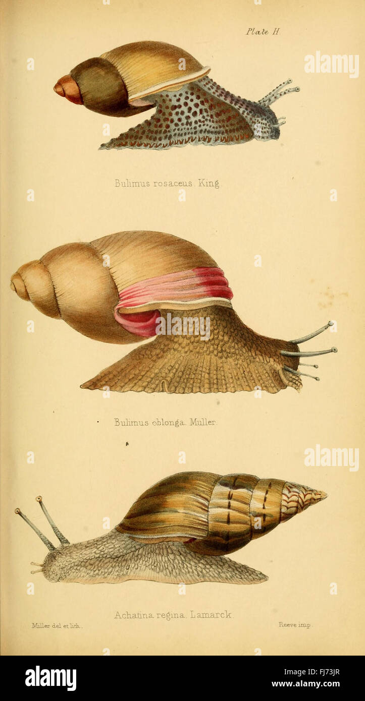 Illustrated conchology hi-res stock photography and images - Alamy