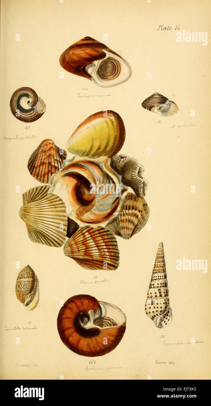 Introduction to the classification of mollusks, with detailed plates ...