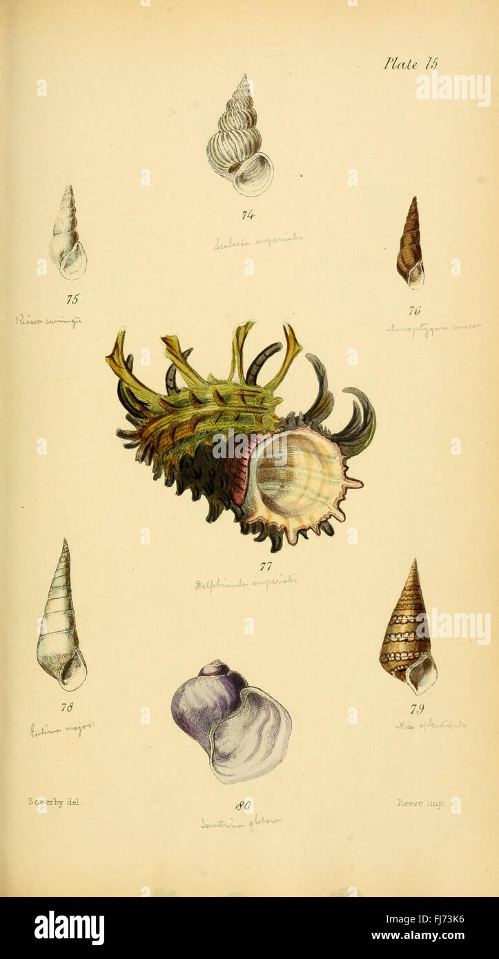 This work on conchology presents pictorial representations and ...