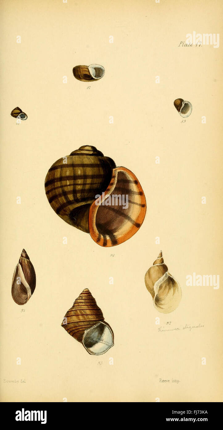 A detailed engraving from the study of mollusks, depicting various ...