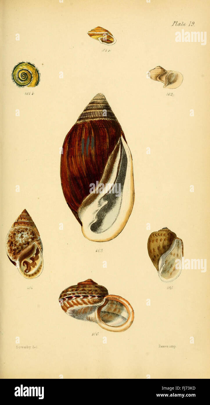 Elements of conchology, showcasing mollusk classification and anatomy ...