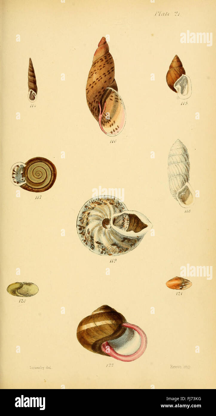 A study of mollusk classification and shell species, providing detailed ...