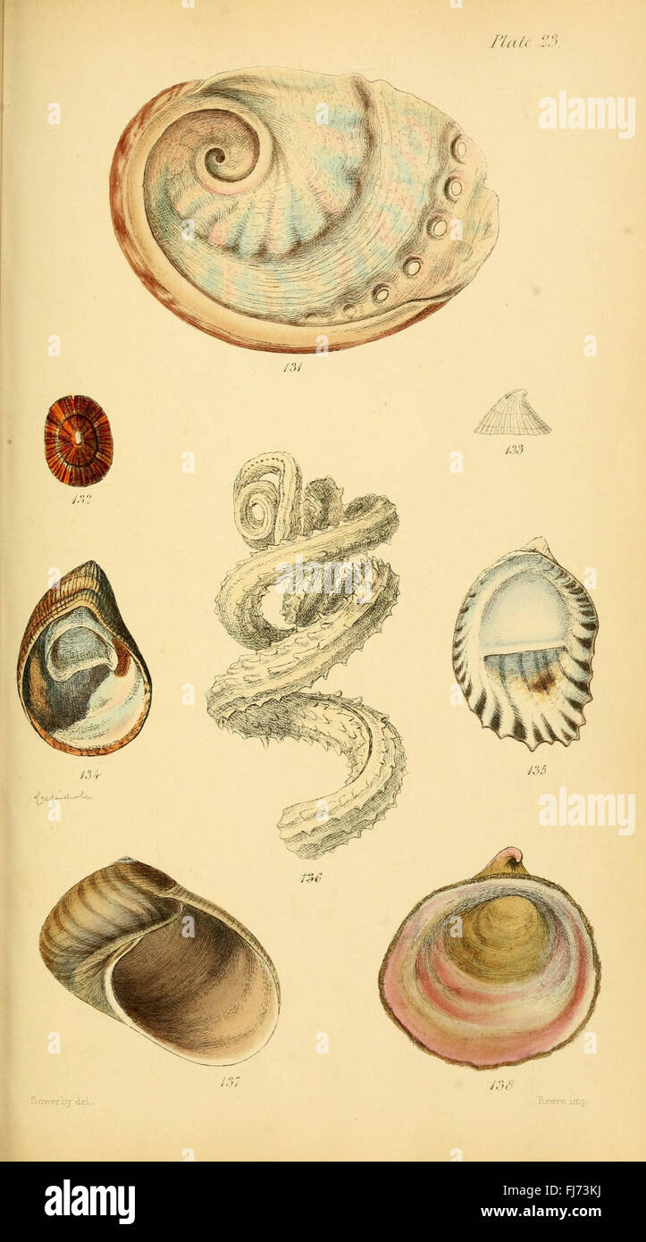 An early work in conchology detailing the classification of mollusks ...