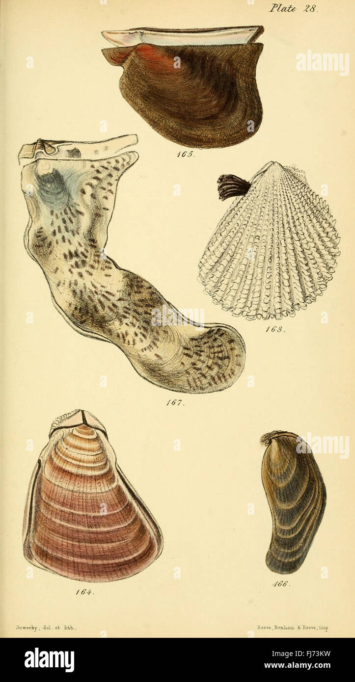 An early work in conchology, detailing the classification and study of ...