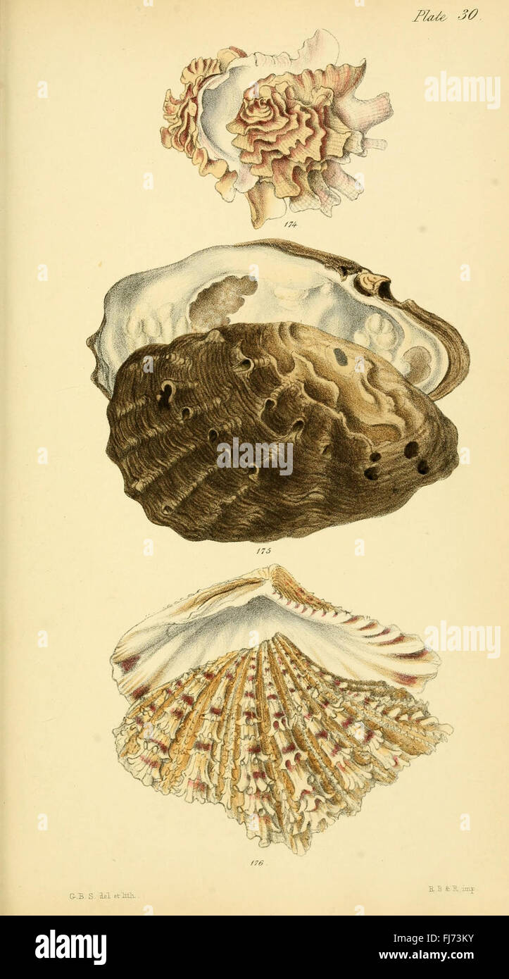 Elements of Conchology (Plate 30), a detailed illustration of mollusks ...