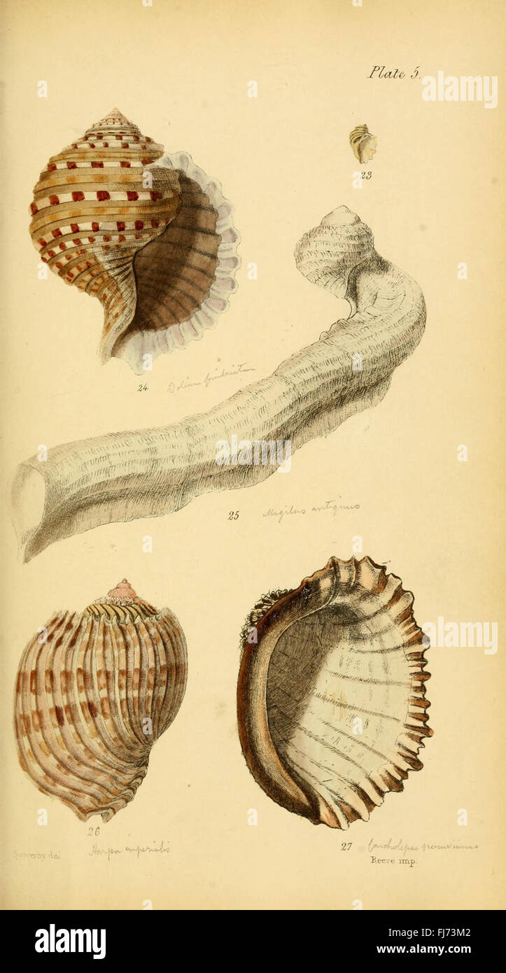 A foundational work on the classification of mollusks, offering ...