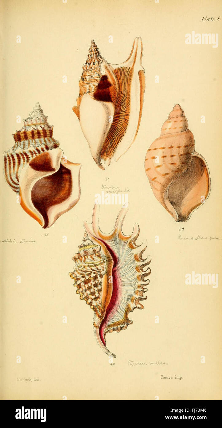 A classic work in conchology, detailing the classification, morphology ...