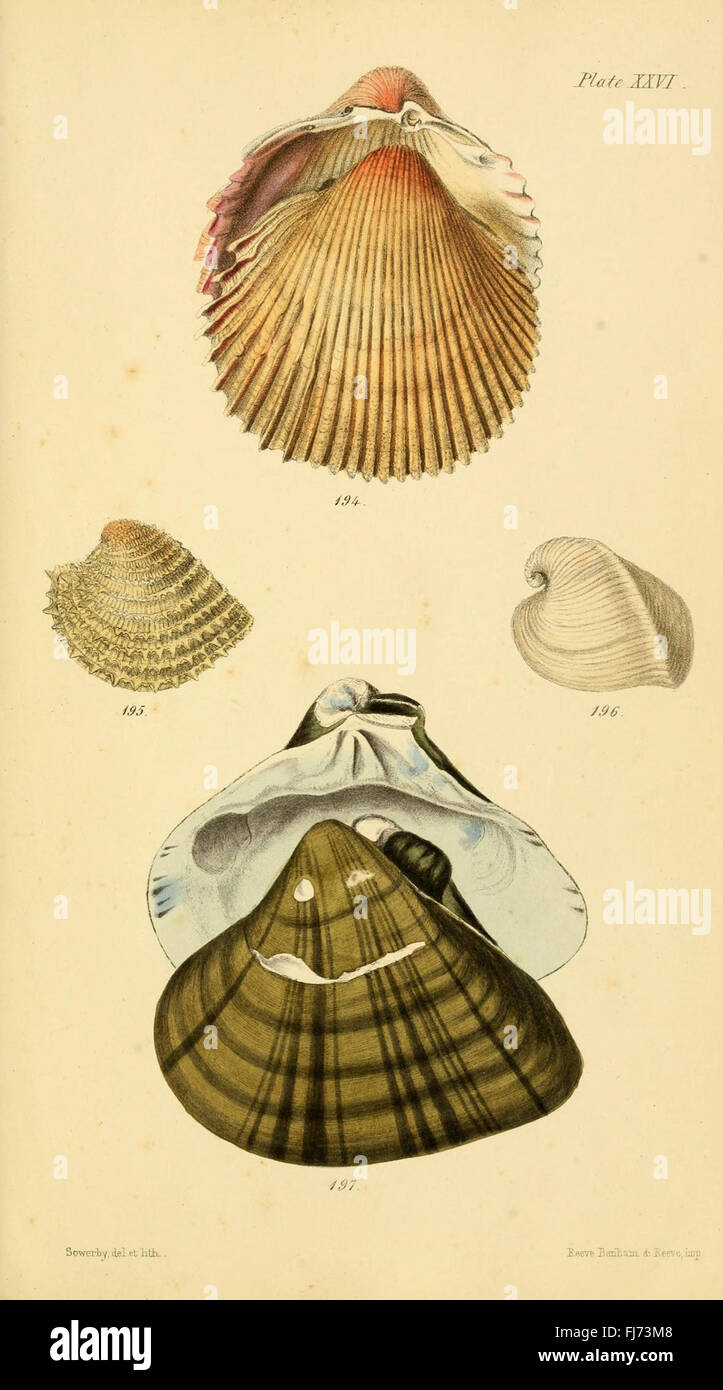 An introductory work on conchology, or the study of shells, featuring ...