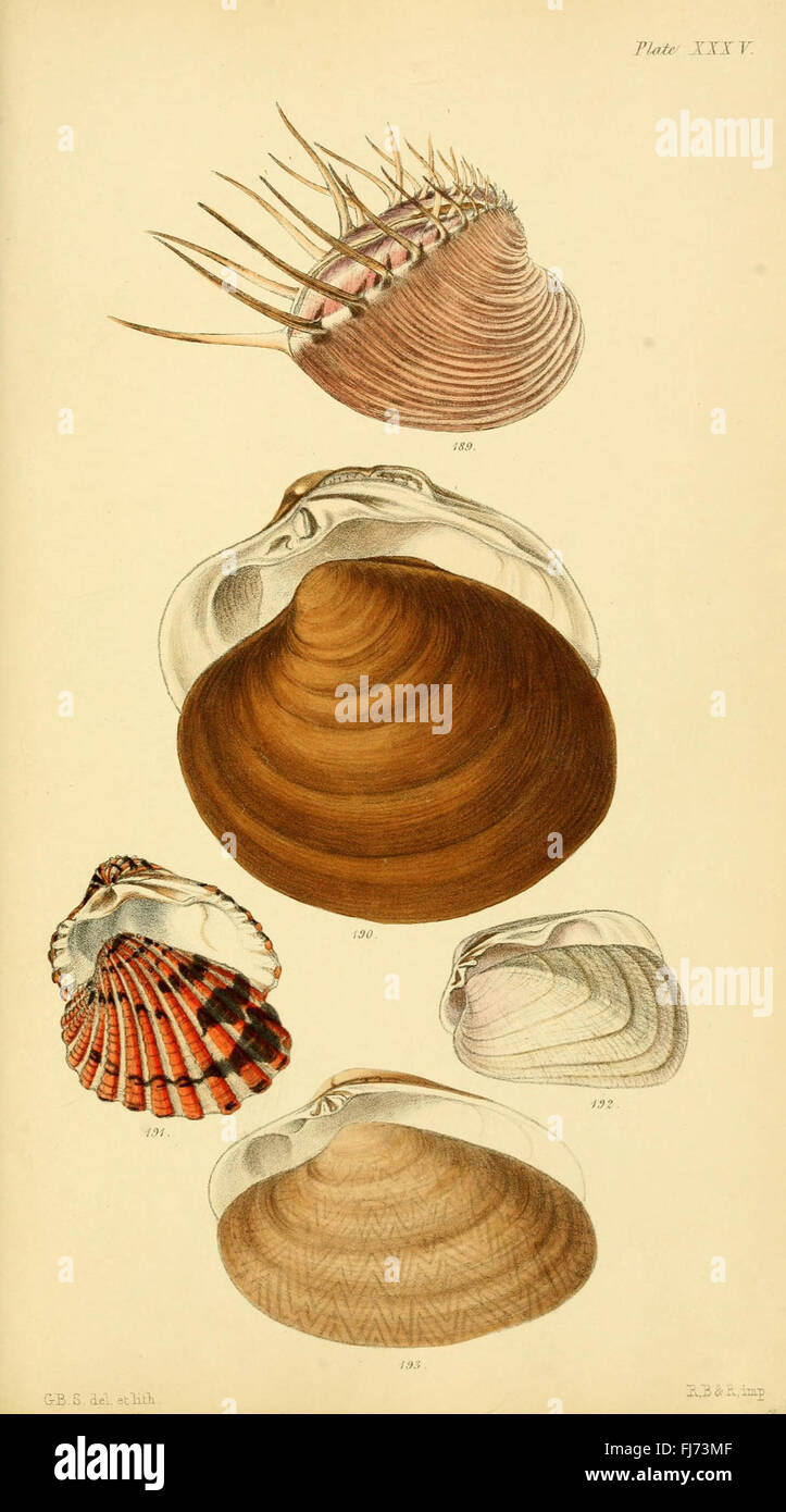 Marine mollusk classification hi-res stock photography and images - Alamy