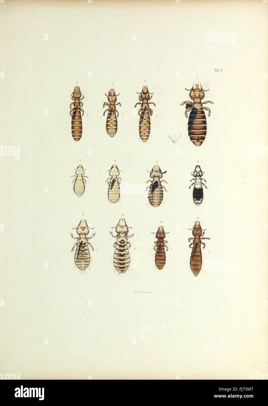 Insecta Epizoa (Plate V), a scientific work on lice and other parasitic ...