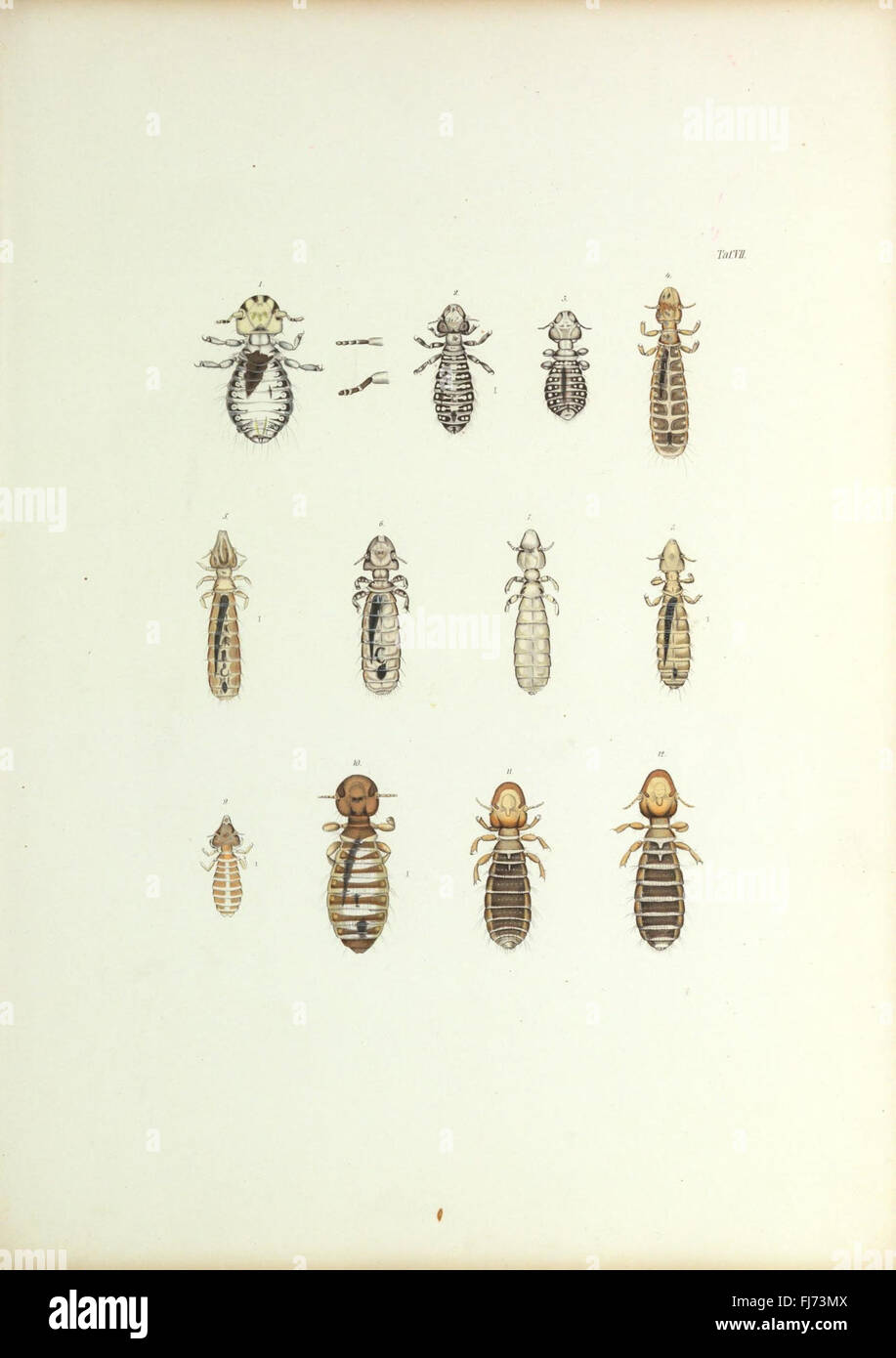 An illustration from 'Insecta Epizoa' depicting parasitic insects ...