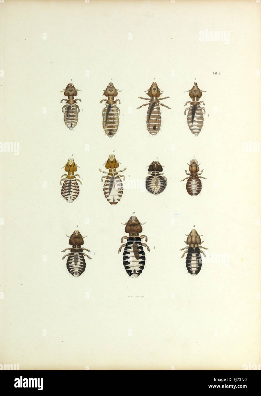 A detailed study of lice and Mallophaga (chewing lice), documenting ...
