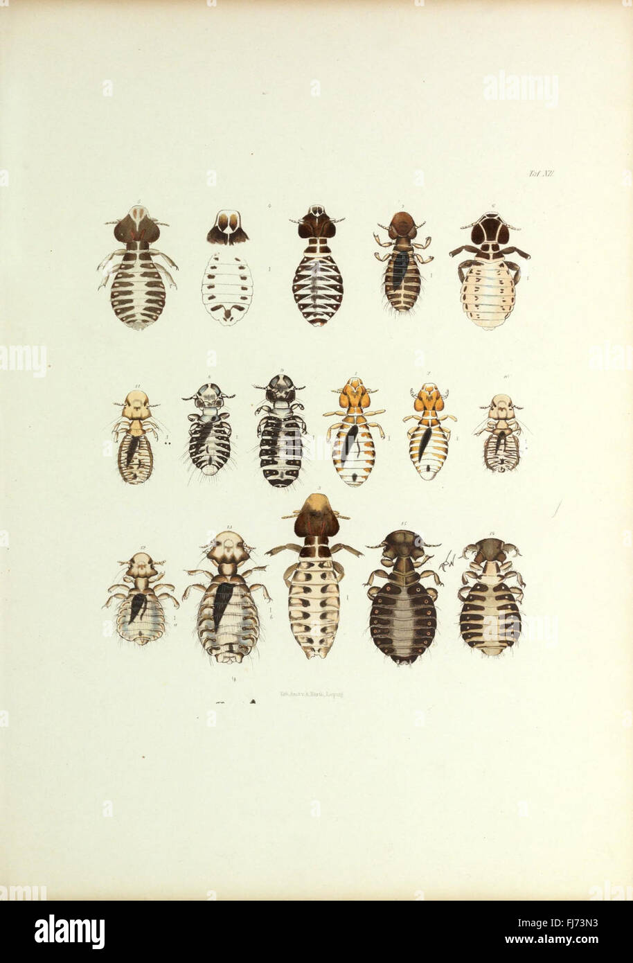 Insecta epizoa (Plate XII) - A study of lice and other parasitic ...