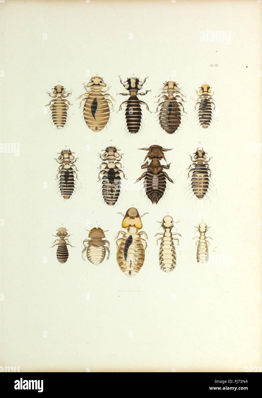 The collection focuses on lice and Mallophaga species, parasitic ...