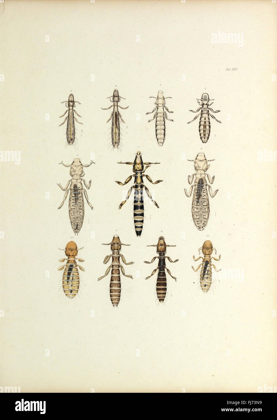 An illustration from 'Insecta Epizoa,' Plate XVI, showcasing lice and ...