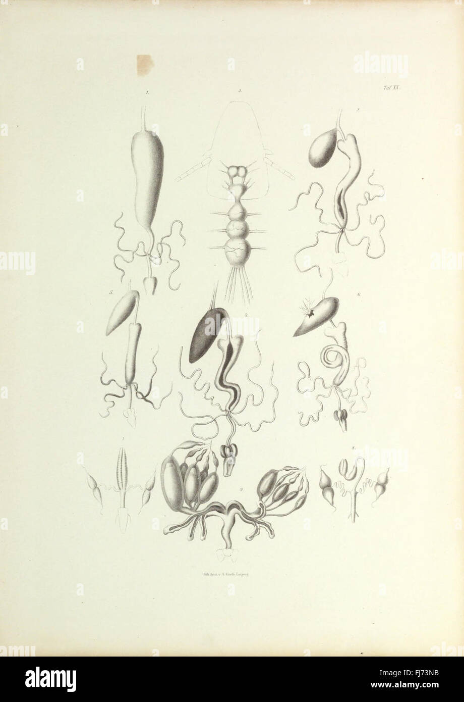 Insecta epizoa (Plate XX) - A study of parasitic insects, specifically ...