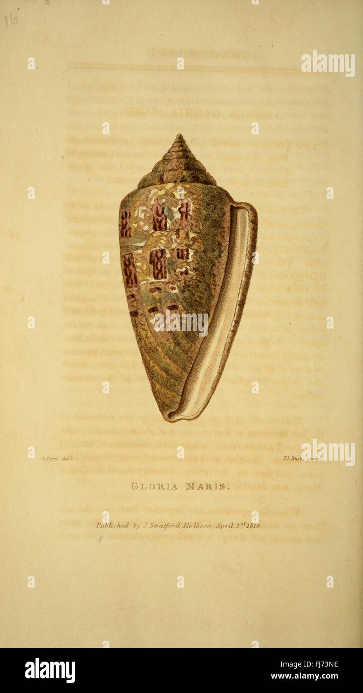 Arcana, or, The museum of natural history (Pl. 16 Stock Photo - Alamy