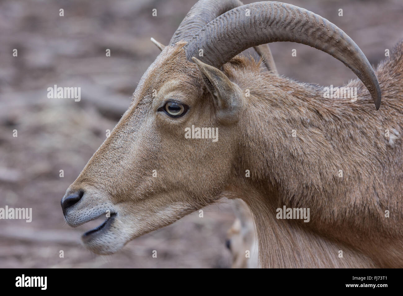 Big horn goat hi-res stock photography and images - Alamy