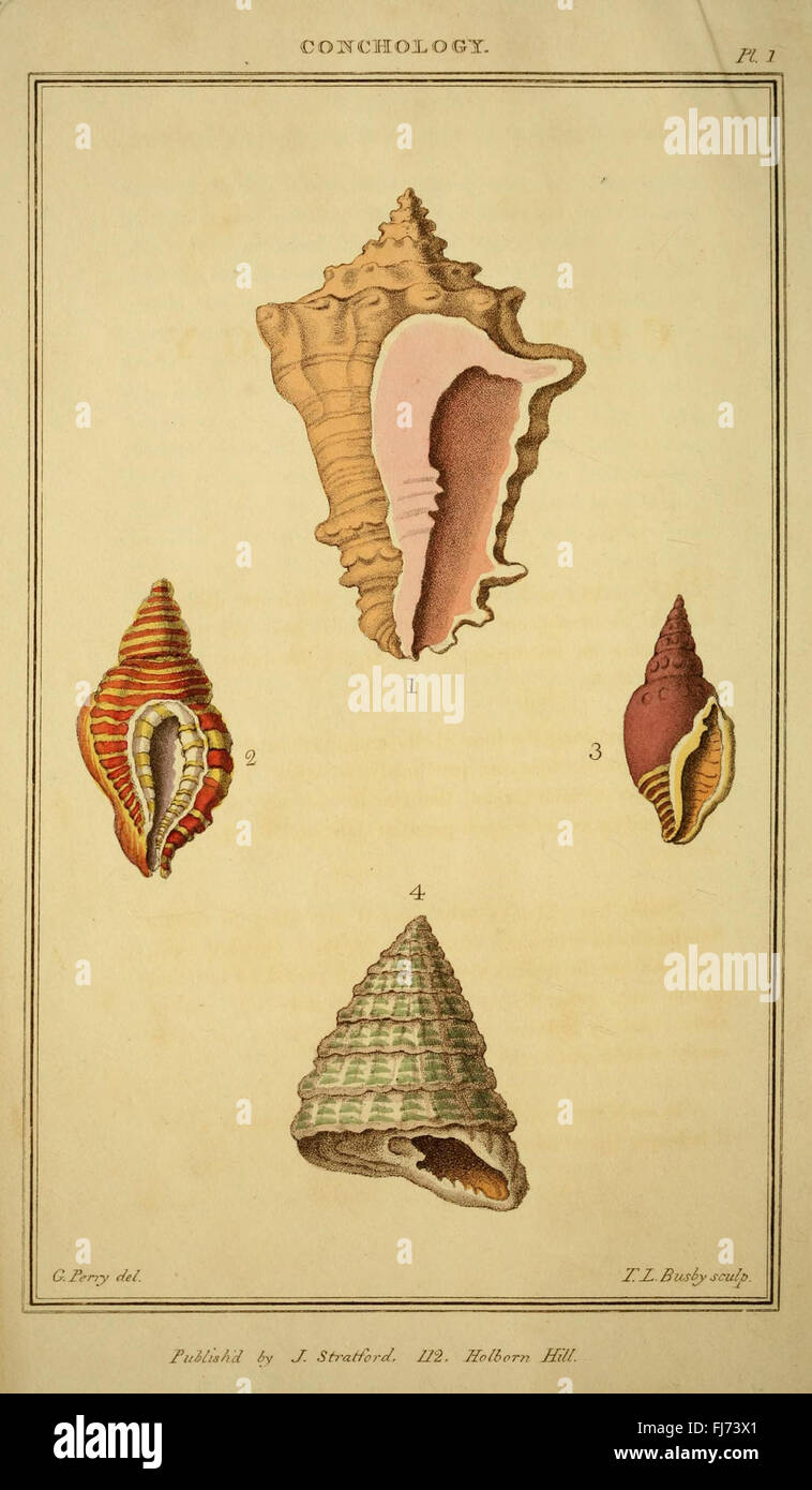 A collection of natural history specimens and illustrations, focusing ...