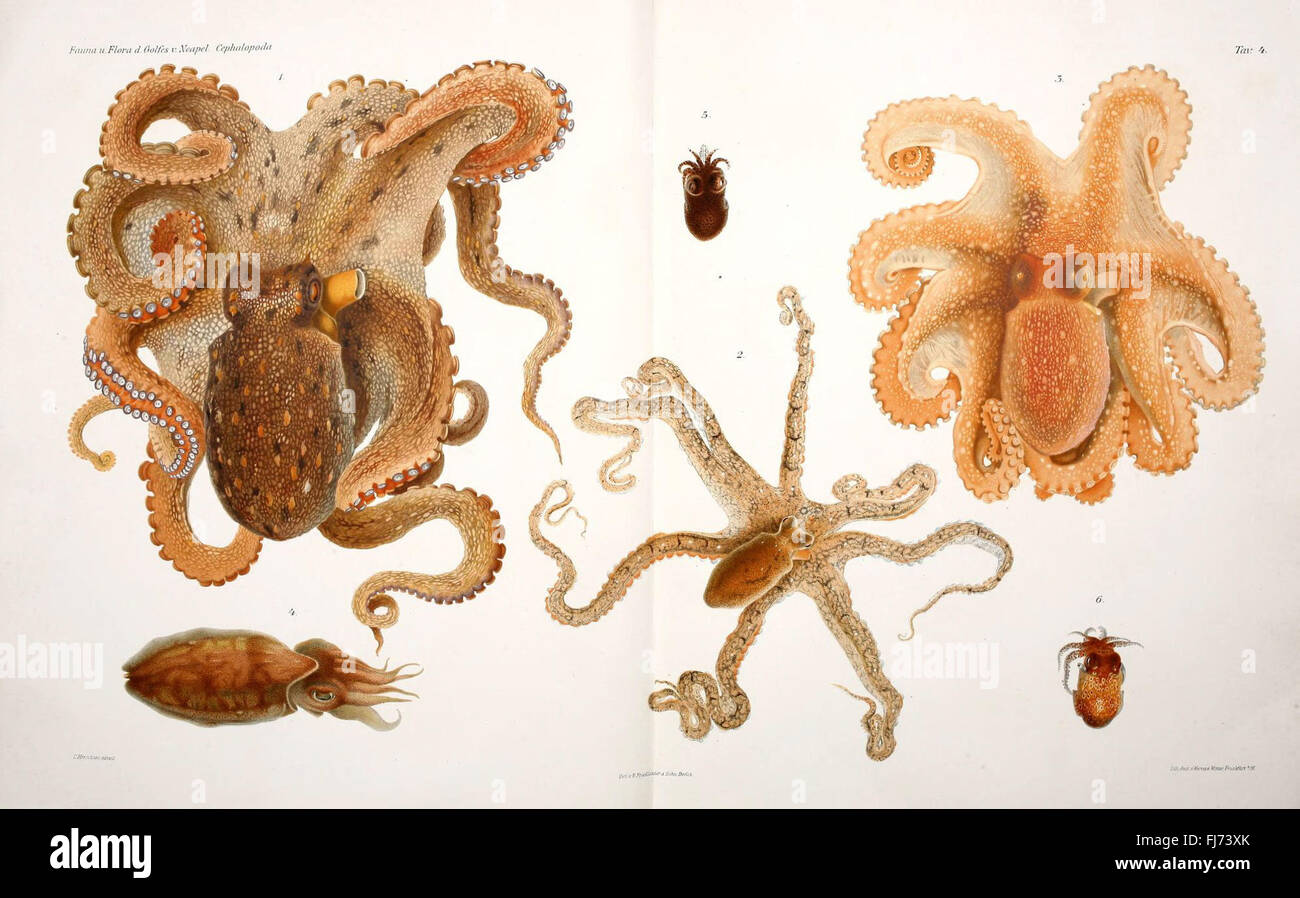 A systematic study of the living cephalopods in the Bay of Naples ...