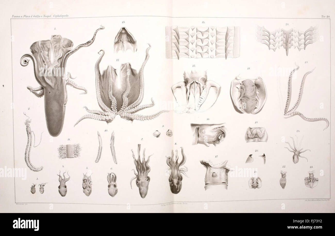 Cephalopods of the gulf of naples hi-res stock photography and images ...