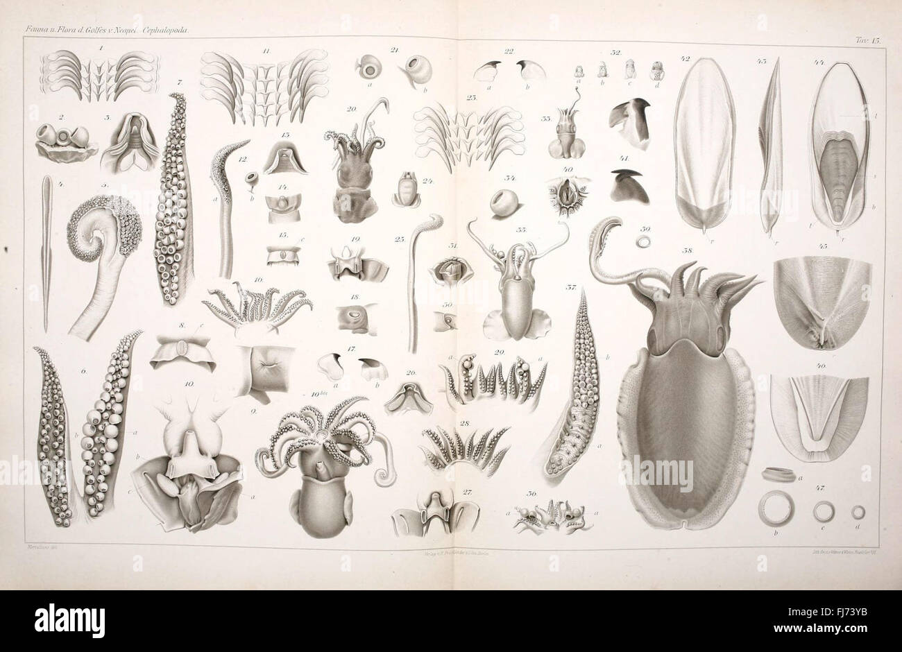 Cephalopods, Gulf of Naples, octopus, squid, mollusk species, marine ...