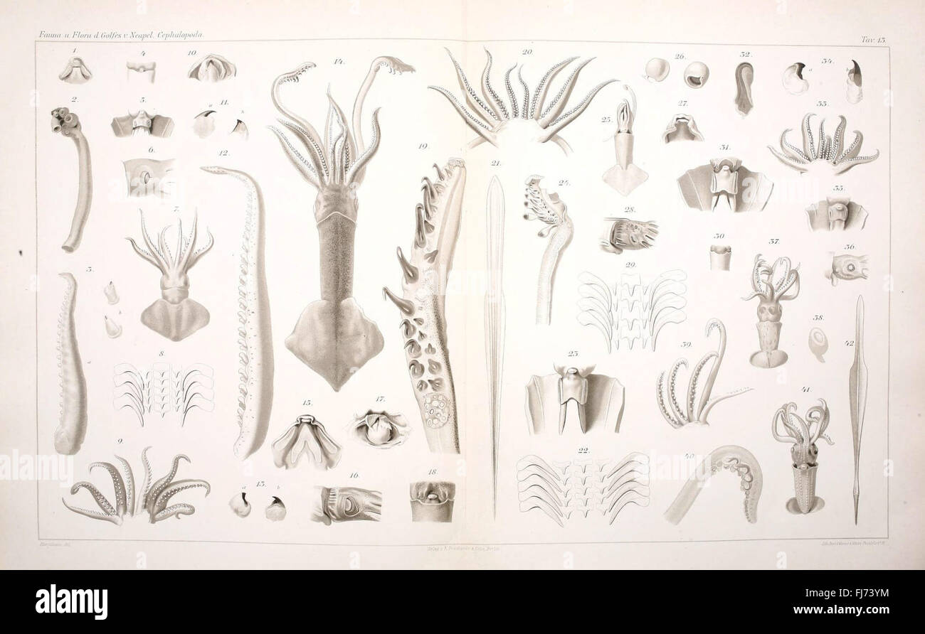 Cephalopods of the gulf of naples hi-res stock photography and images ...