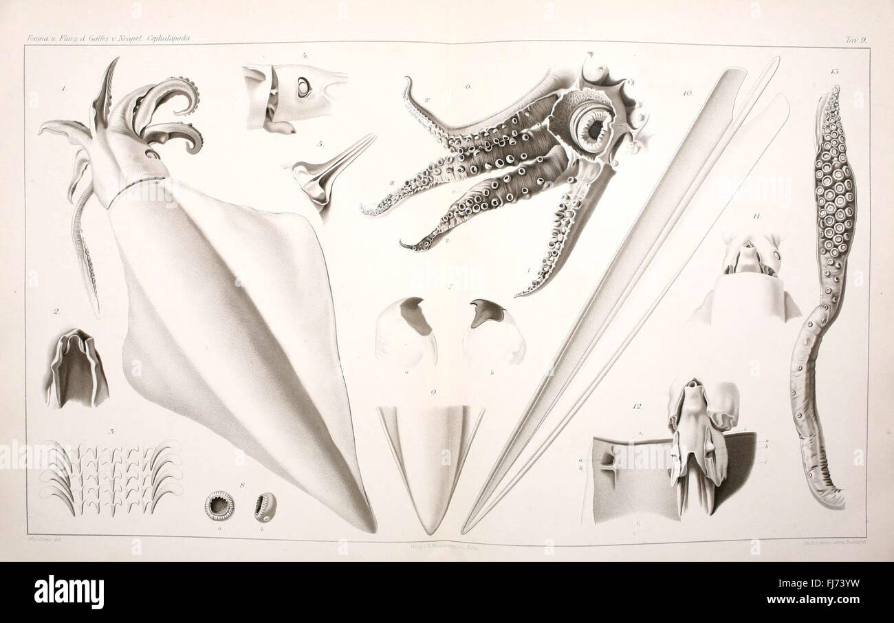 An illustrated study of living cephalopods in the Bay of Naples ...