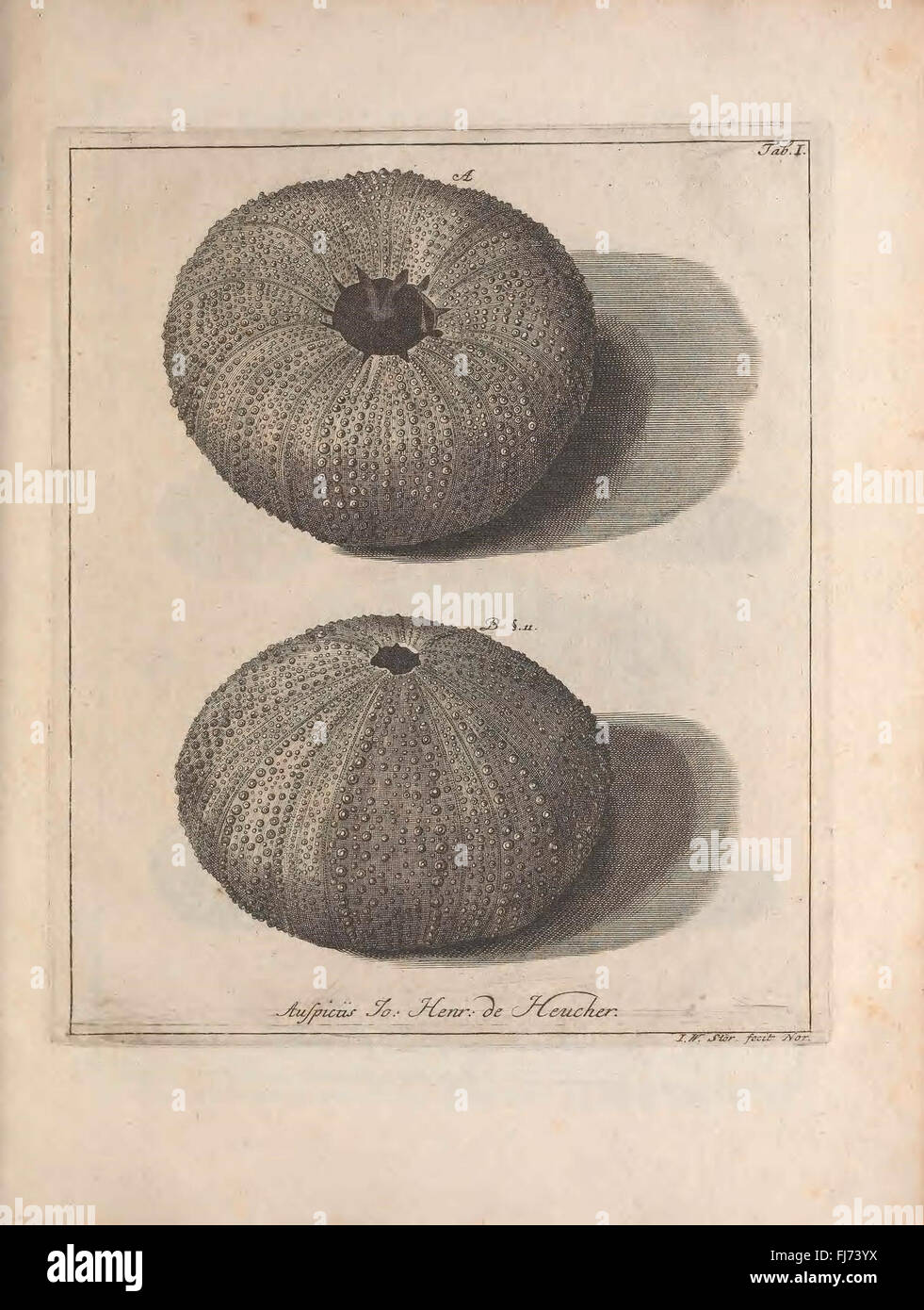 An early 18th century work detailing the arrangement and classification ...