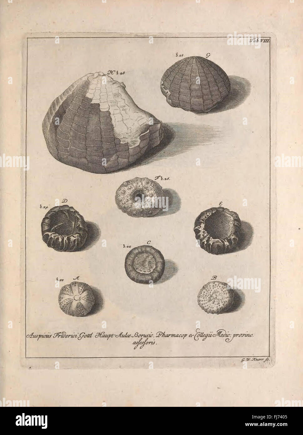Historical echinoderm research hi-res stock photography and images - Alamy