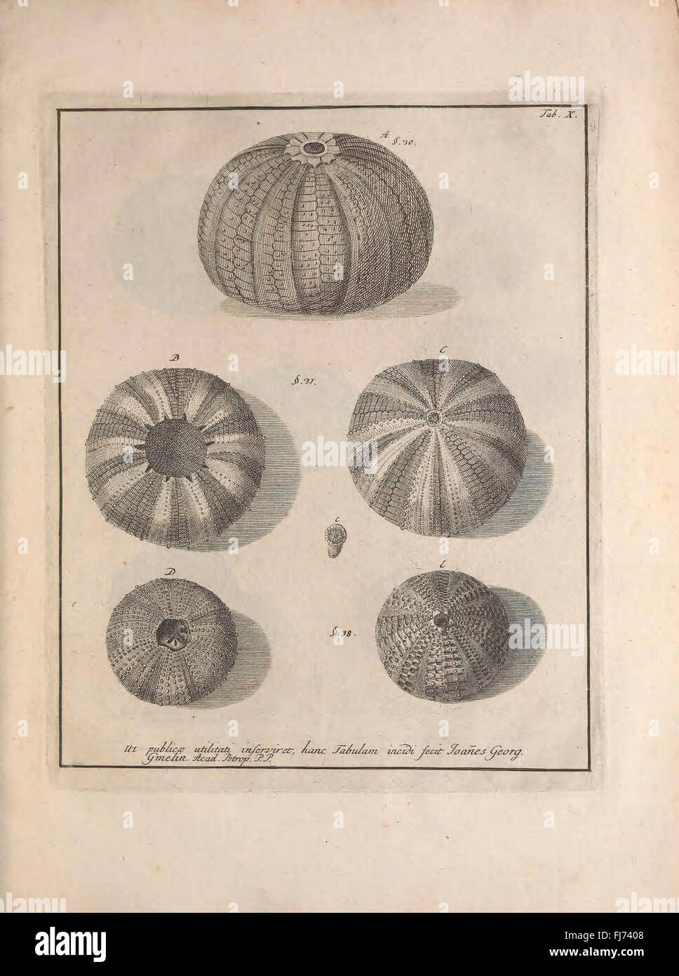 Jacobi Theodori Klein, Echinodermata, early works to 1800, zoology ...