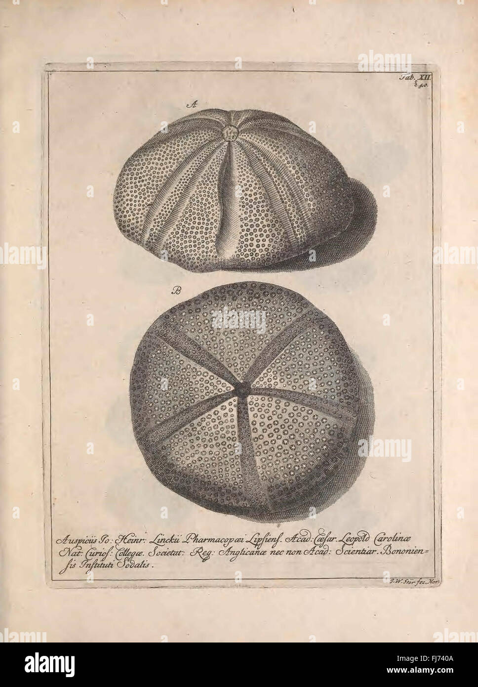 Classification of echinoderms hi-res stock photography and images - Alamy