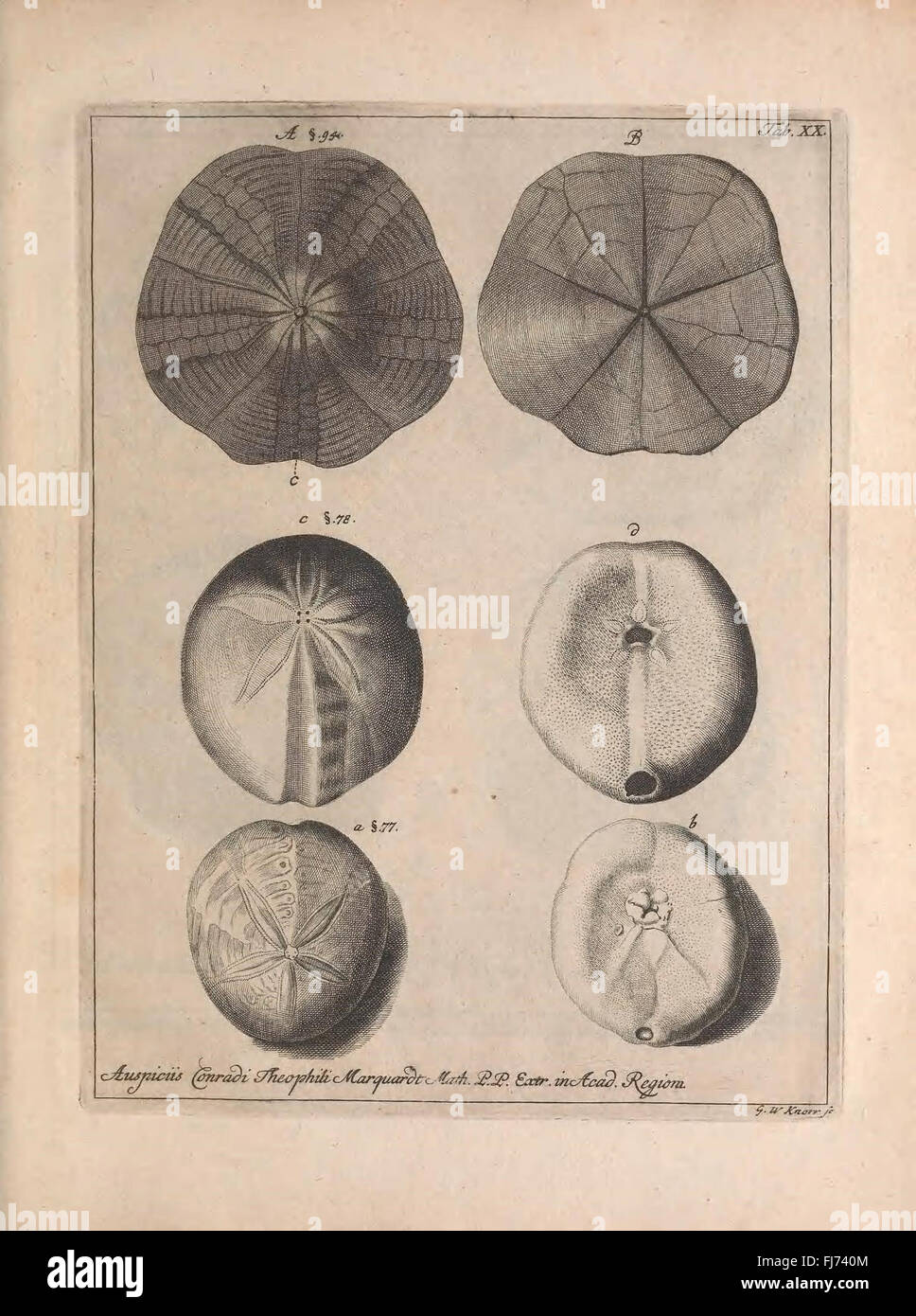 This study focuses on marine invertebrates of the phylum Echinodermata ...