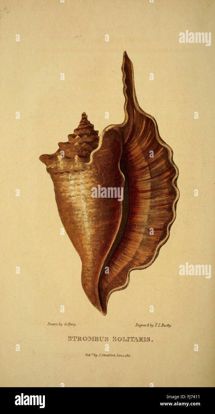 A visual catalog of natural history specimens, featuring diverse ...