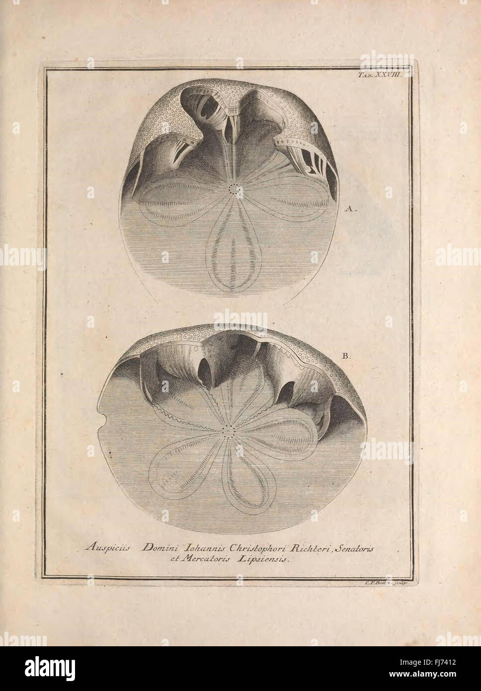 An early work on the disposition of echinoderms by Theodor Klein ...