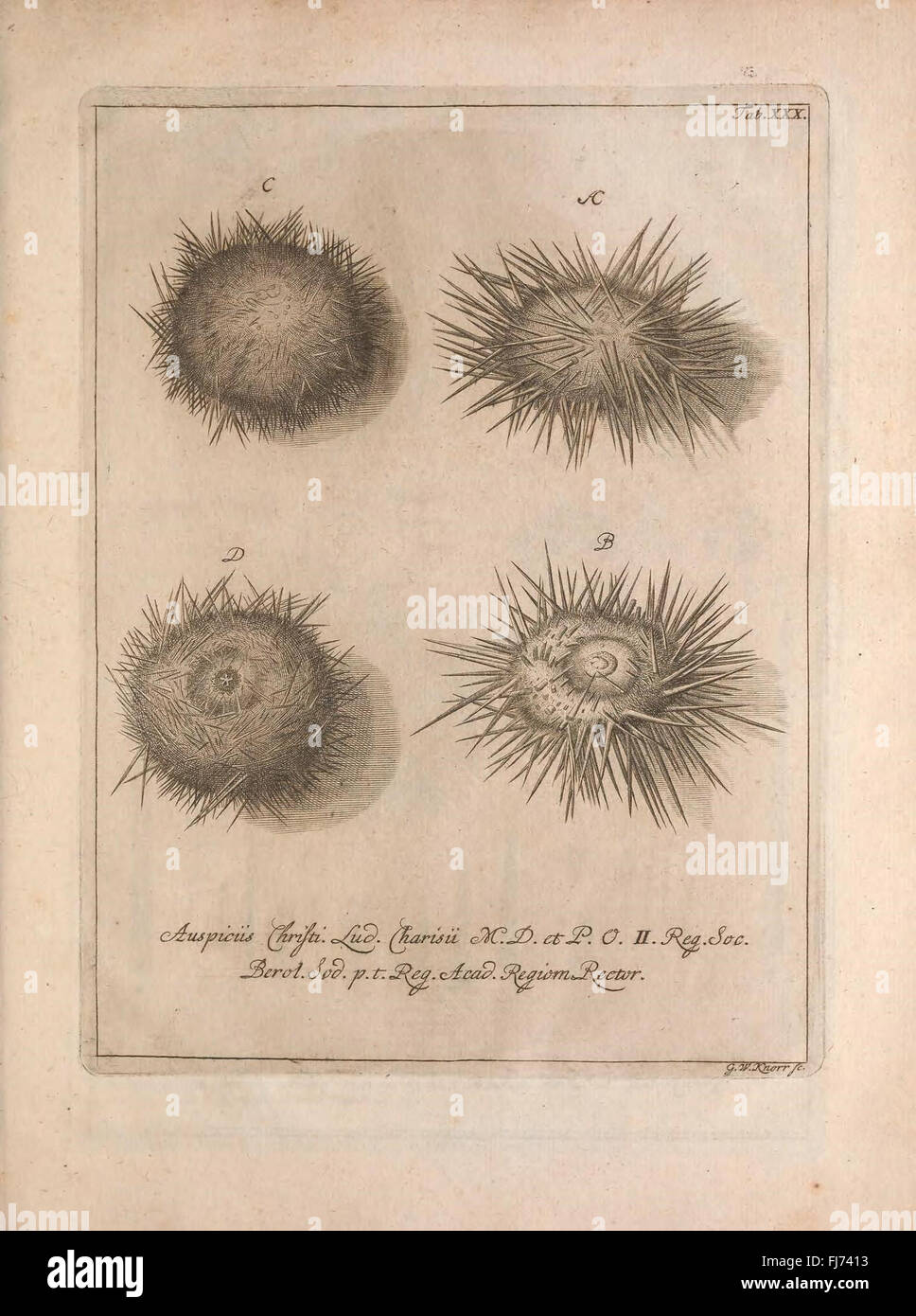 A historical work detailing the classification and study of echinoderms ...